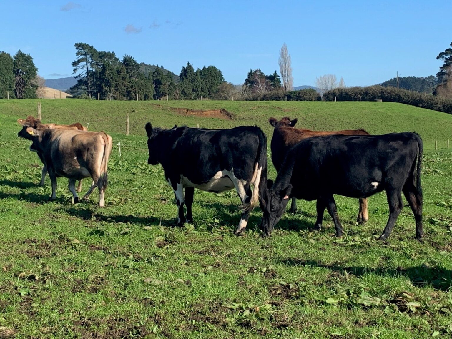 Livestock for Sale – Link Livestock Ltd